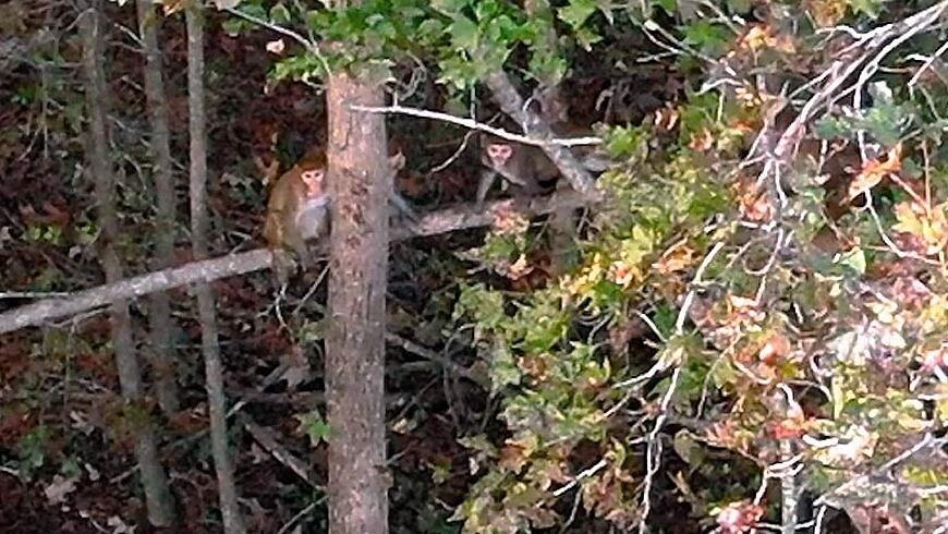 Alpha Genesis CEO responds to PETA with expletive after they request ...