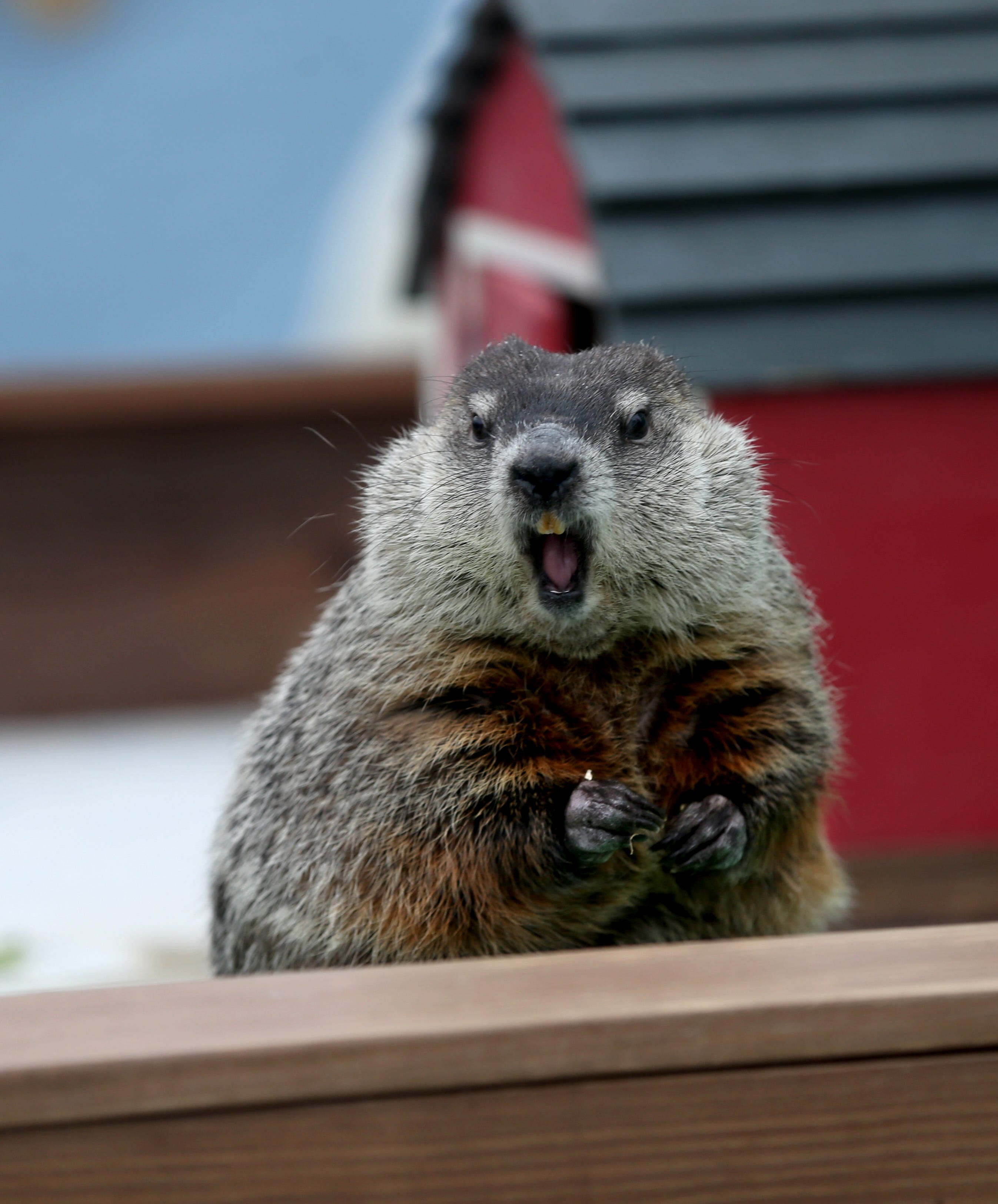 How accurate are Punxsutawney Phil and Michigan's Woody the Woodchuck ...