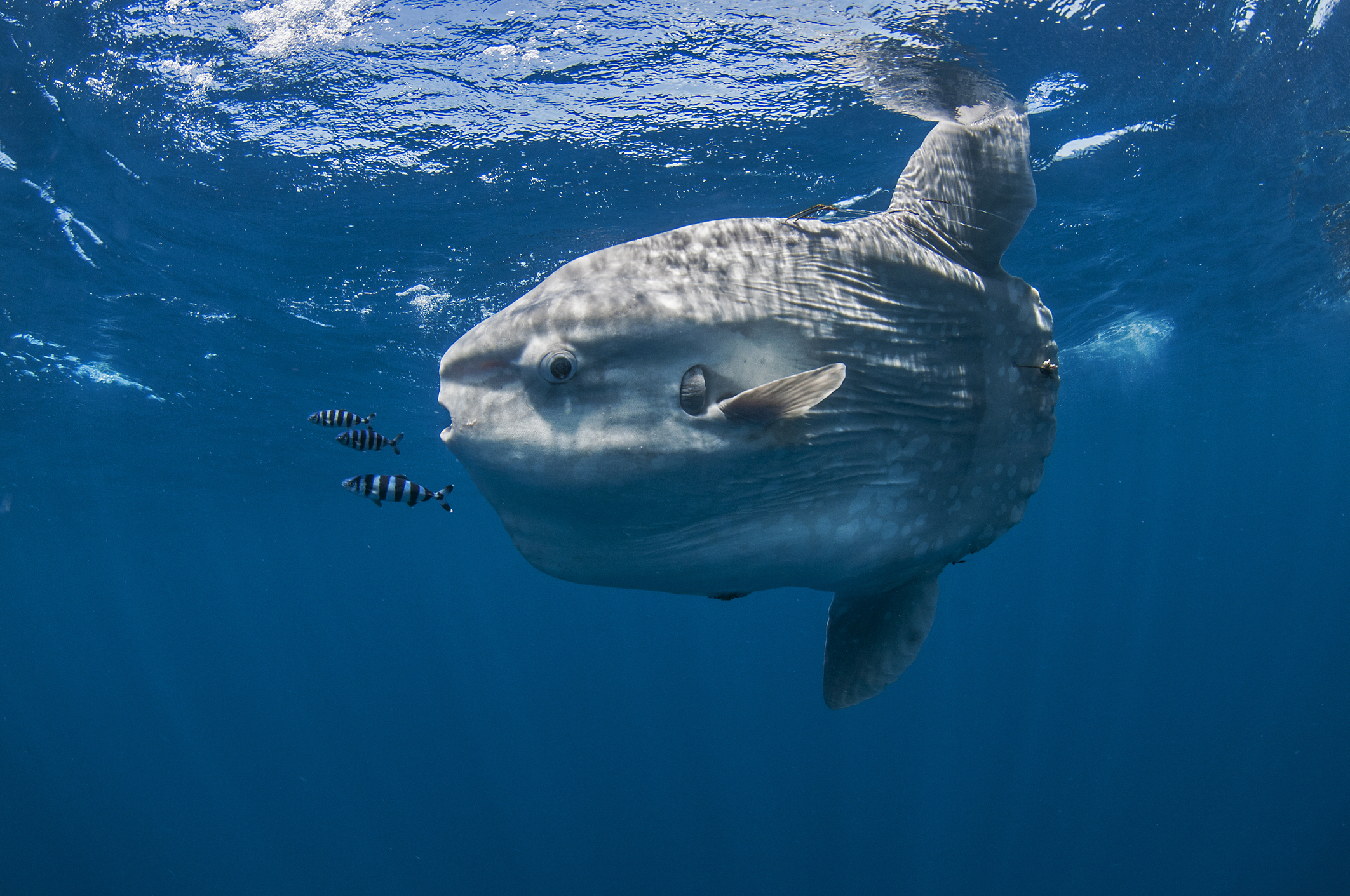 A Sunfish Got 'Lonely' When Its Aquarium Closed for Renovations. Then ...