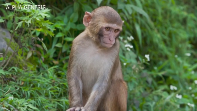 Low Country lab monkeys reunited with researchers