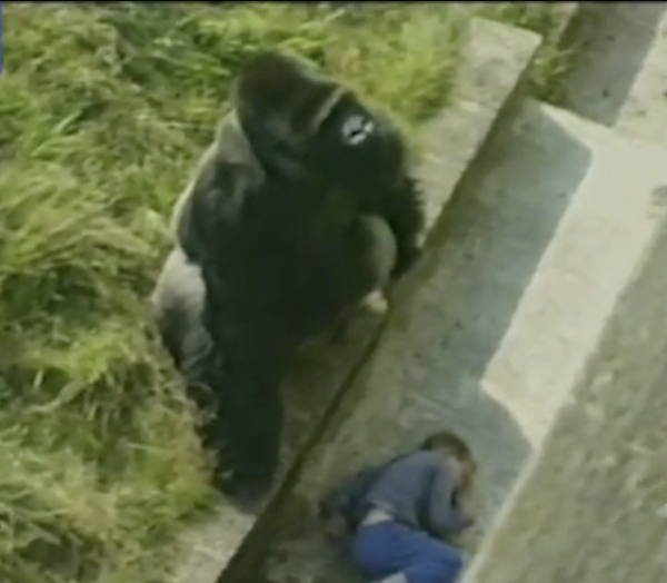 11 Amazing Animal Rescues That Will Restore Your Faith in Nature