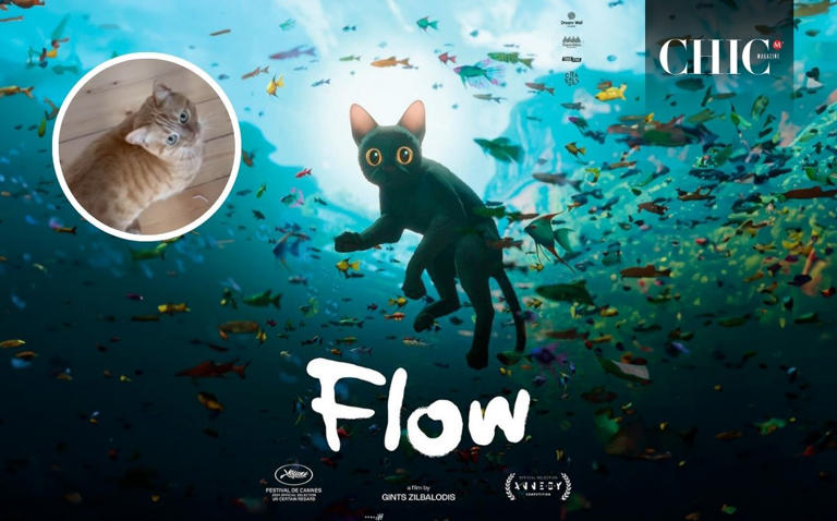 ‘Flow’: Ellos son los gatos en la vida real que le dieron vida al ...
