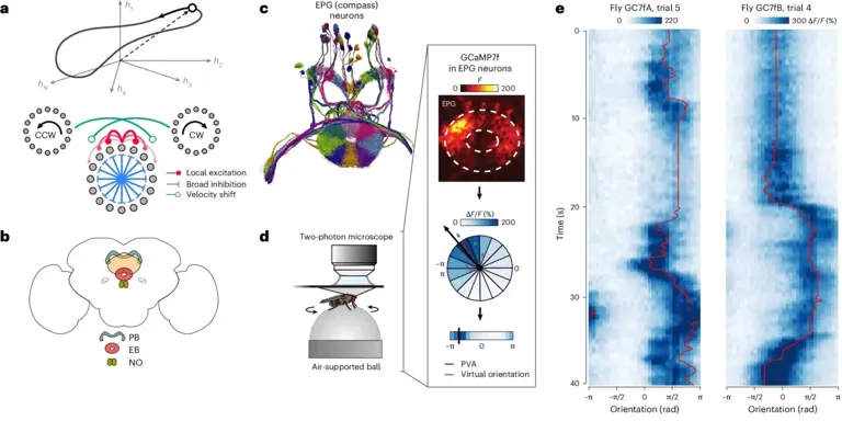 Research finds small brains can accomplish big things