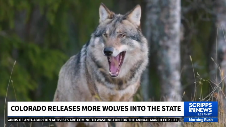 Colorado's New Chapter: 15 Canadian Wolves Join the Pack