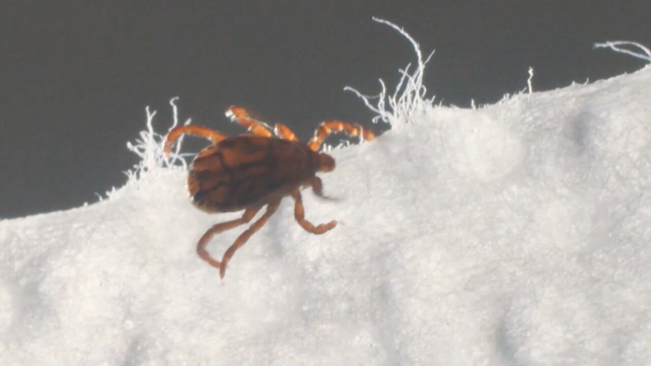 Ticks can be active during winter season