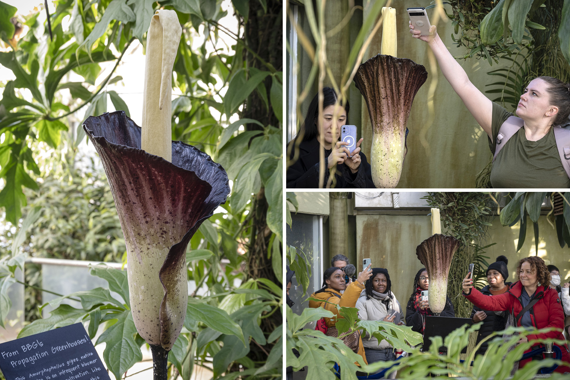 Blooming corpse flower unleashes foul ‘rotten flesh’ stench at Brooklyn ...