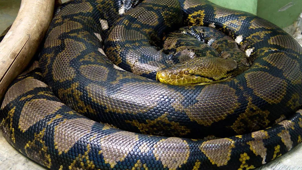 Reticulated python: Physical characteristics, diet, habitat, and its ...