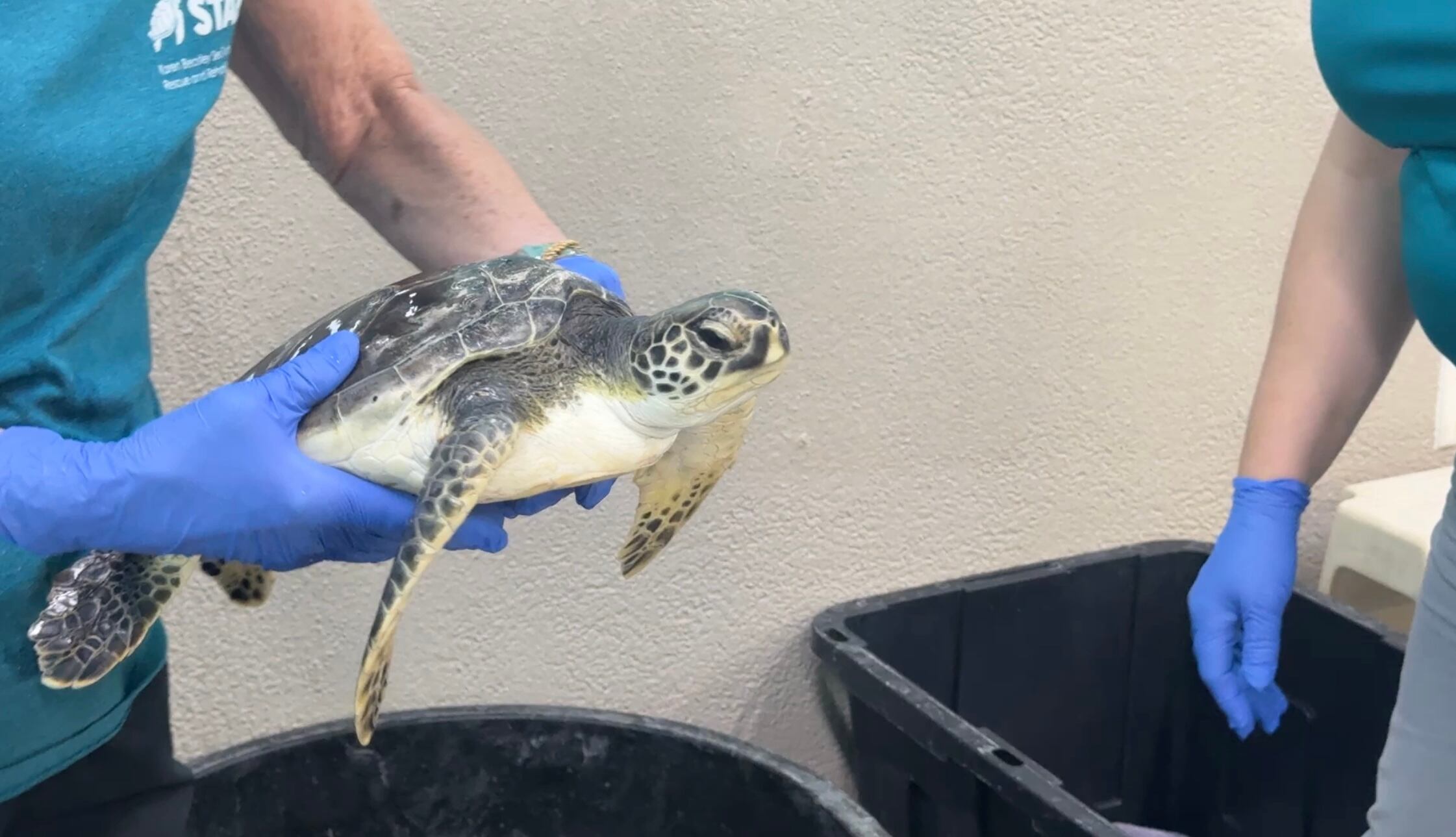 Cold-stunned sea turtles recuperate at Surf City rescue center