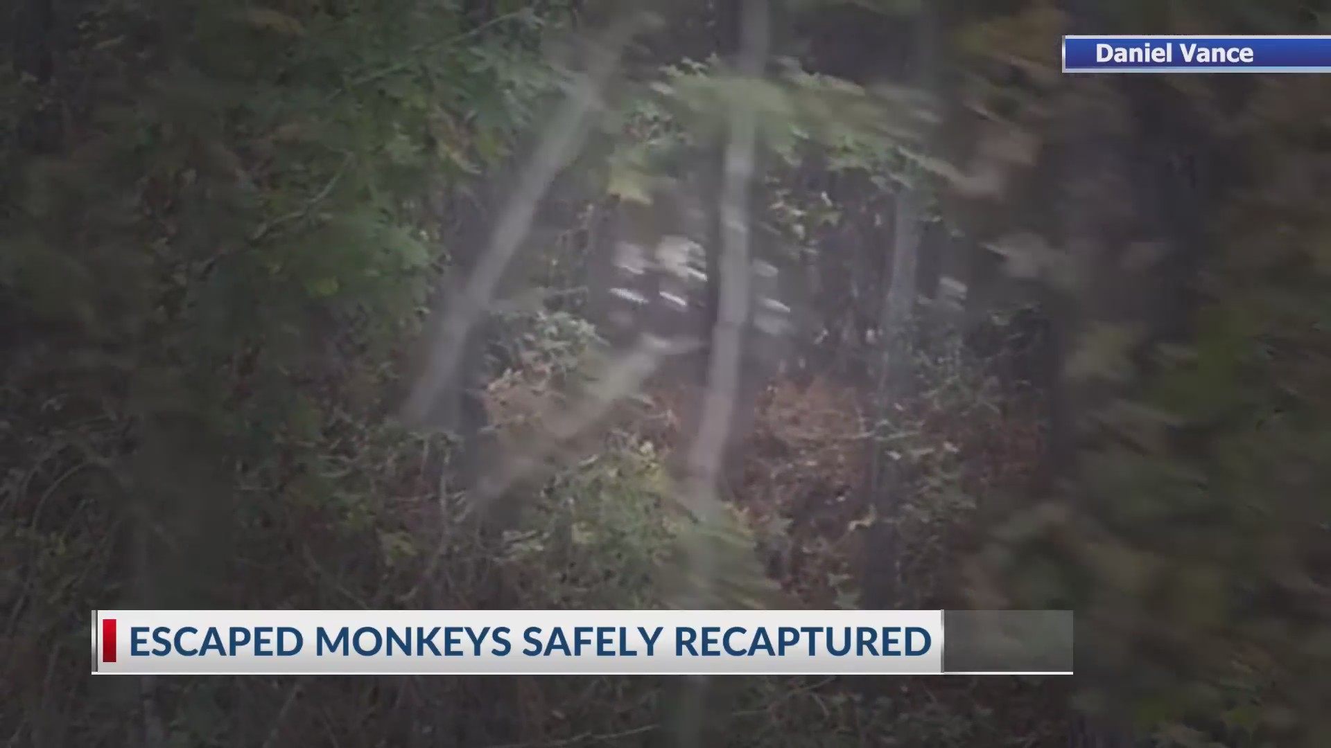 Remaining monkeys that escaped from the Alpha Genesis center have been ...