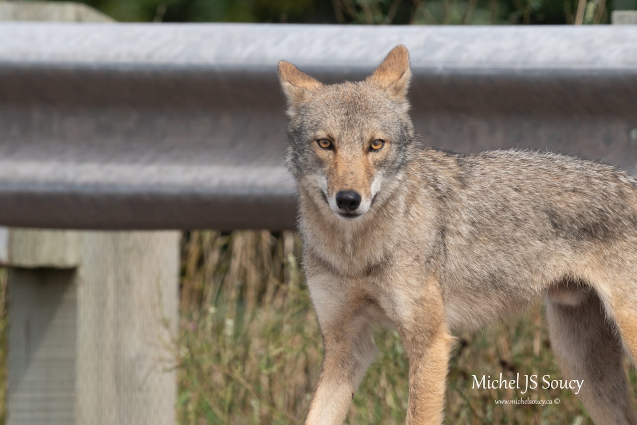 Central Alberta coyote hunt aims to bring predator's population under ...