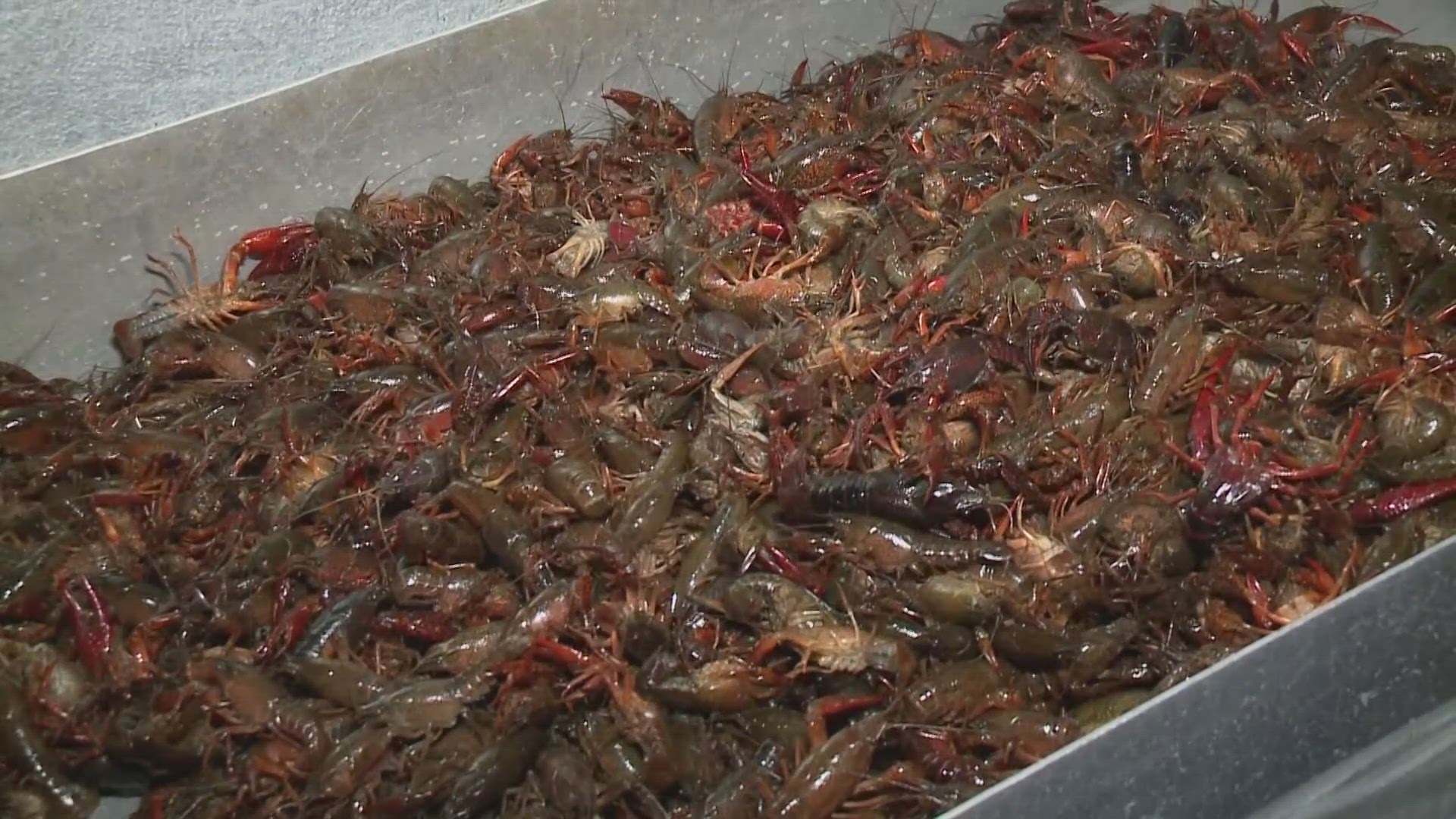 Snow not expected to halt crawfish production
