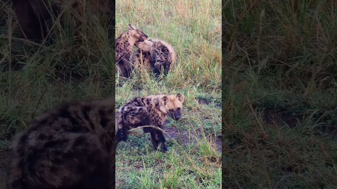 Playing Hyena Cubs: Joyful Moments In Young African Wildlife