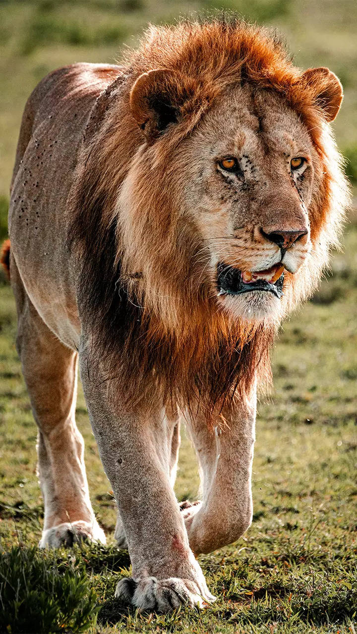 10 unique types of wild cats found across the world