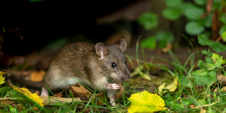 6 rodent-repelling plants every garden needs