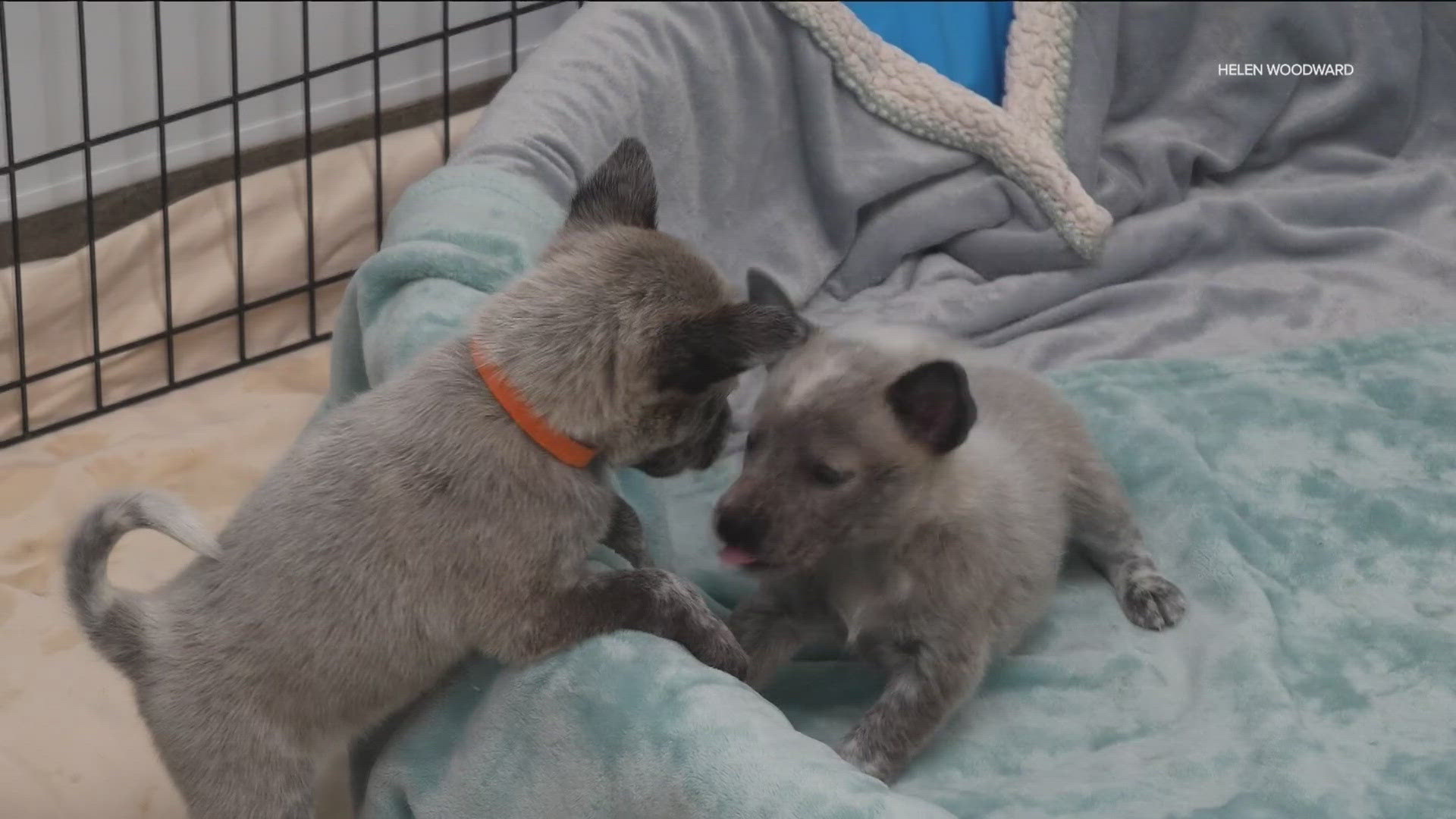 Adoptable dogs from LA fire zones arrive at Helen Woodward Animal Center