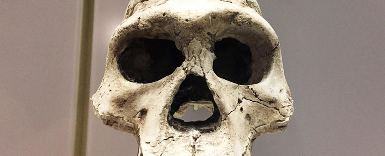 Humanity's Ancient Ancestor Found a Way to Survive in a Harsh World