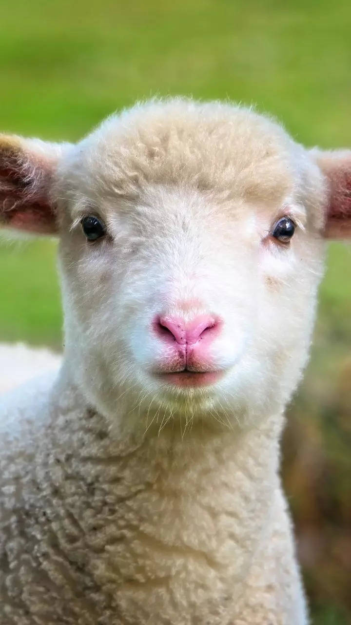 9 animals that are known to be calm and peaceful