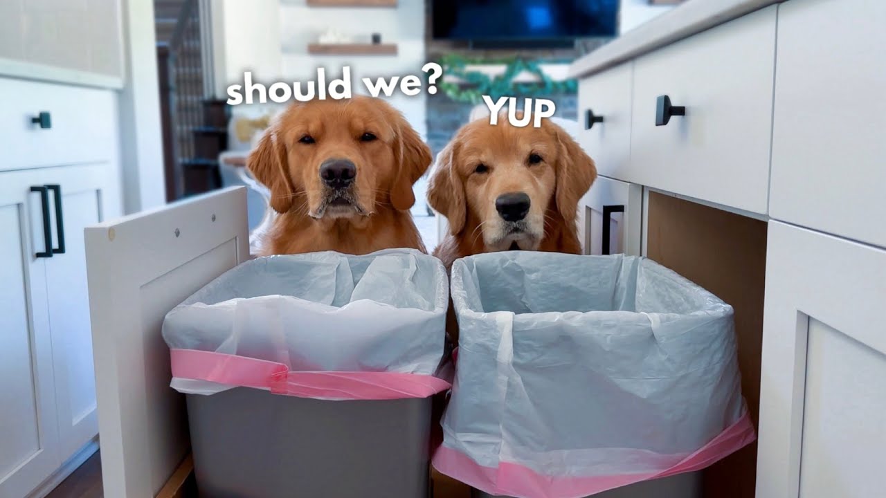 When Your Dog Gets Into the Trash | Funny Dog Moments!