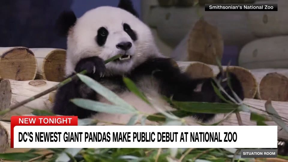 Pandas make their debut at DC zoo
