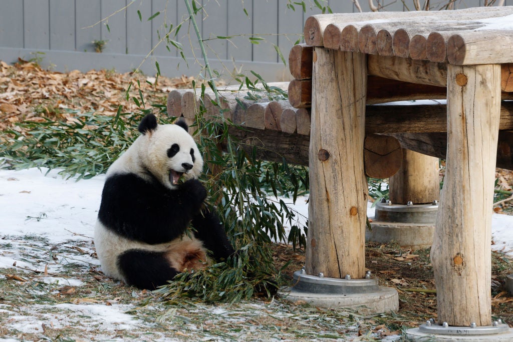 How to watch the National Zoo’s new giant panda cam