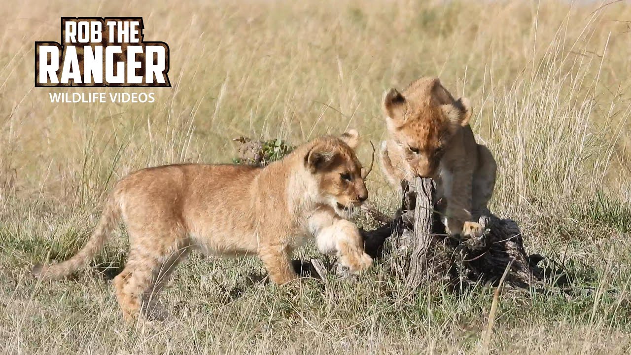 Cute Lion Cubs of Topi Pride Caught on Camera