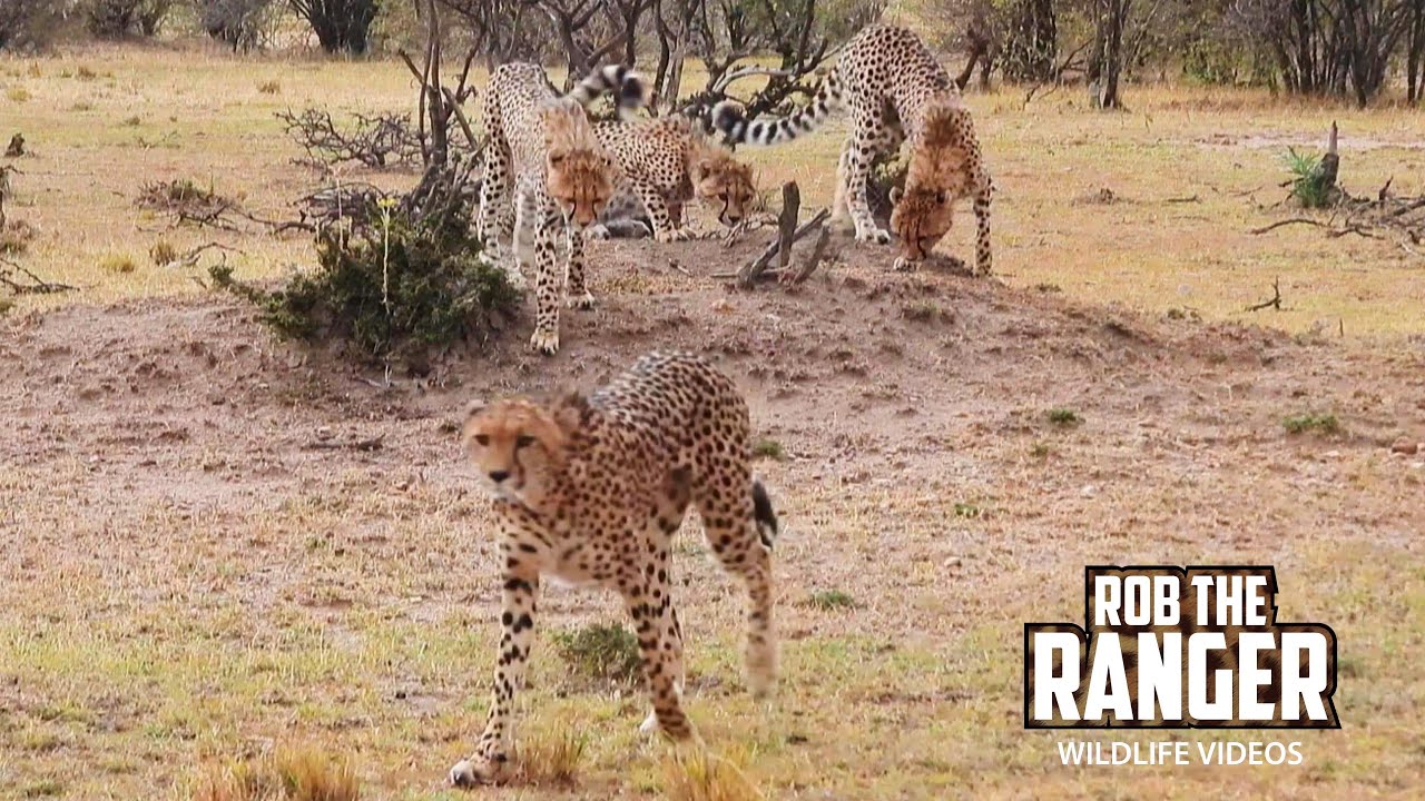 Cheetah Family Weathering a Mara Rain Shower