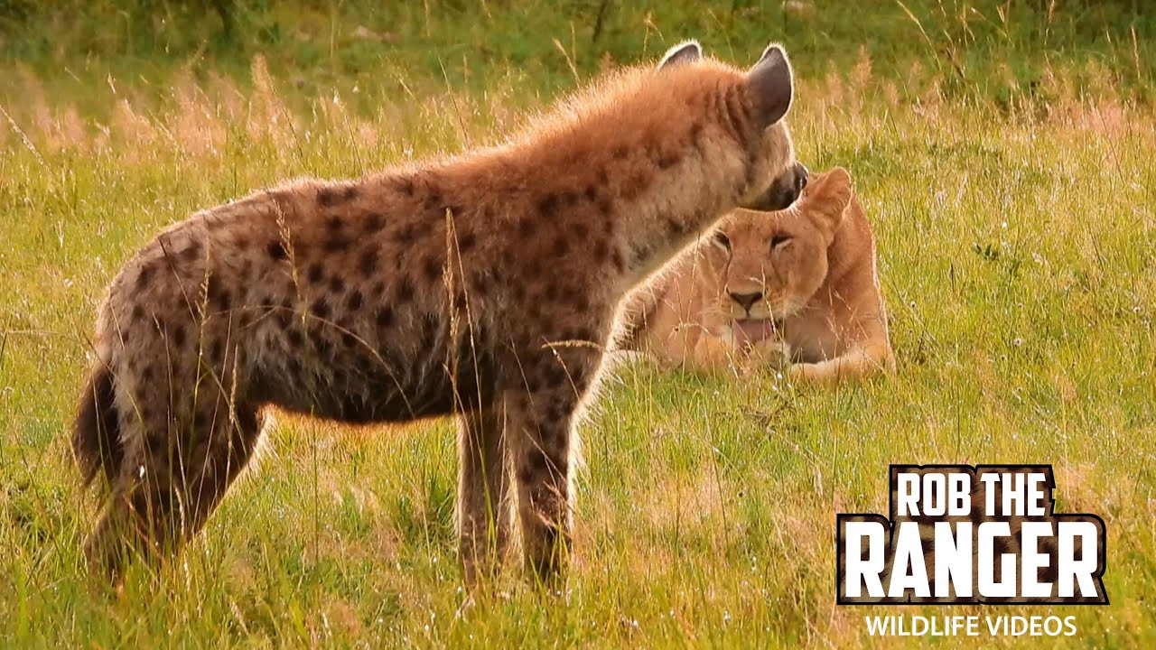 Lions and hyenas relaxing together in the wild