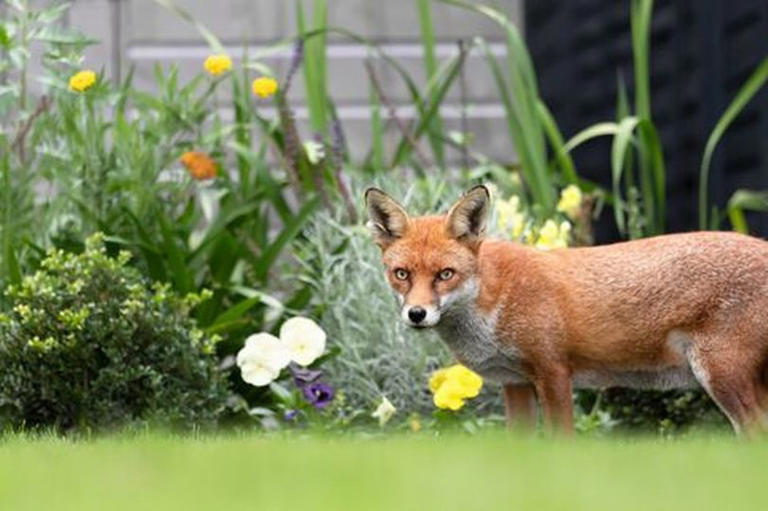 Expert's five ways to keep cats and foxes out of your garden