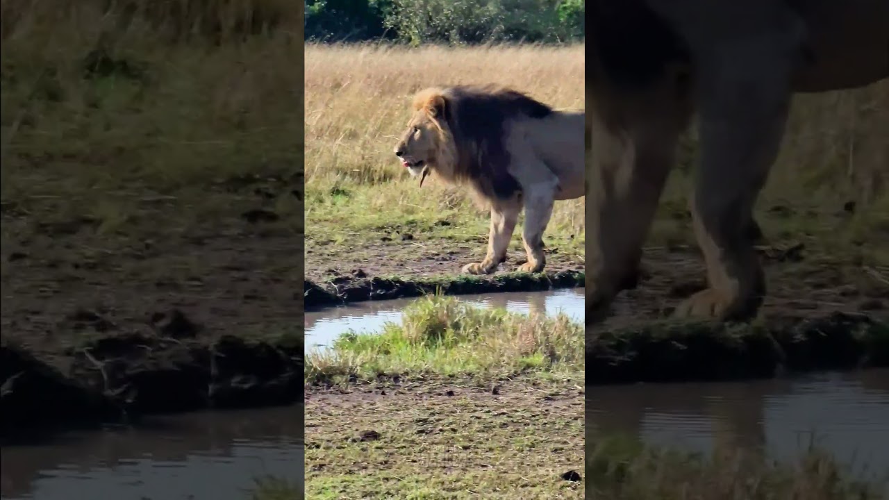Sore-Footed Leopard Seeks Relief in Unseen Moment