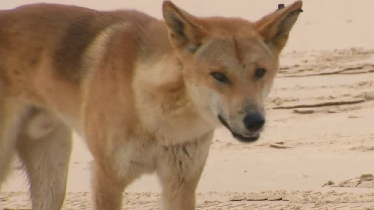Girl, 4, bitten by dingo on K'gari in second dingo attack within a week