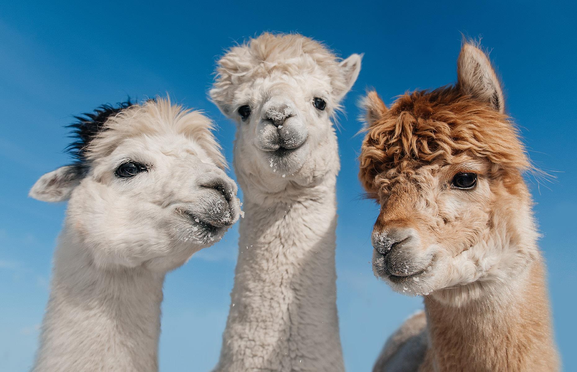 The world’s cutest animals in ADORABLE photos