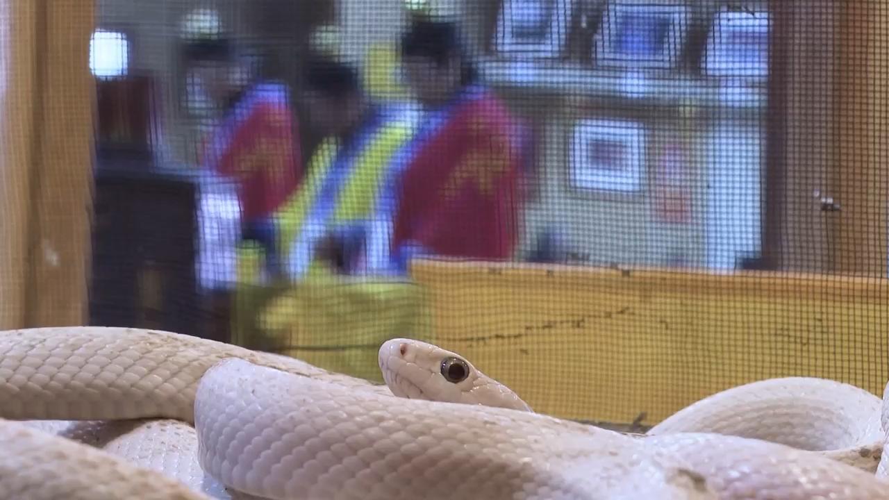 White snakes in Taiwan herald good fortune and peace in the coming Year ...