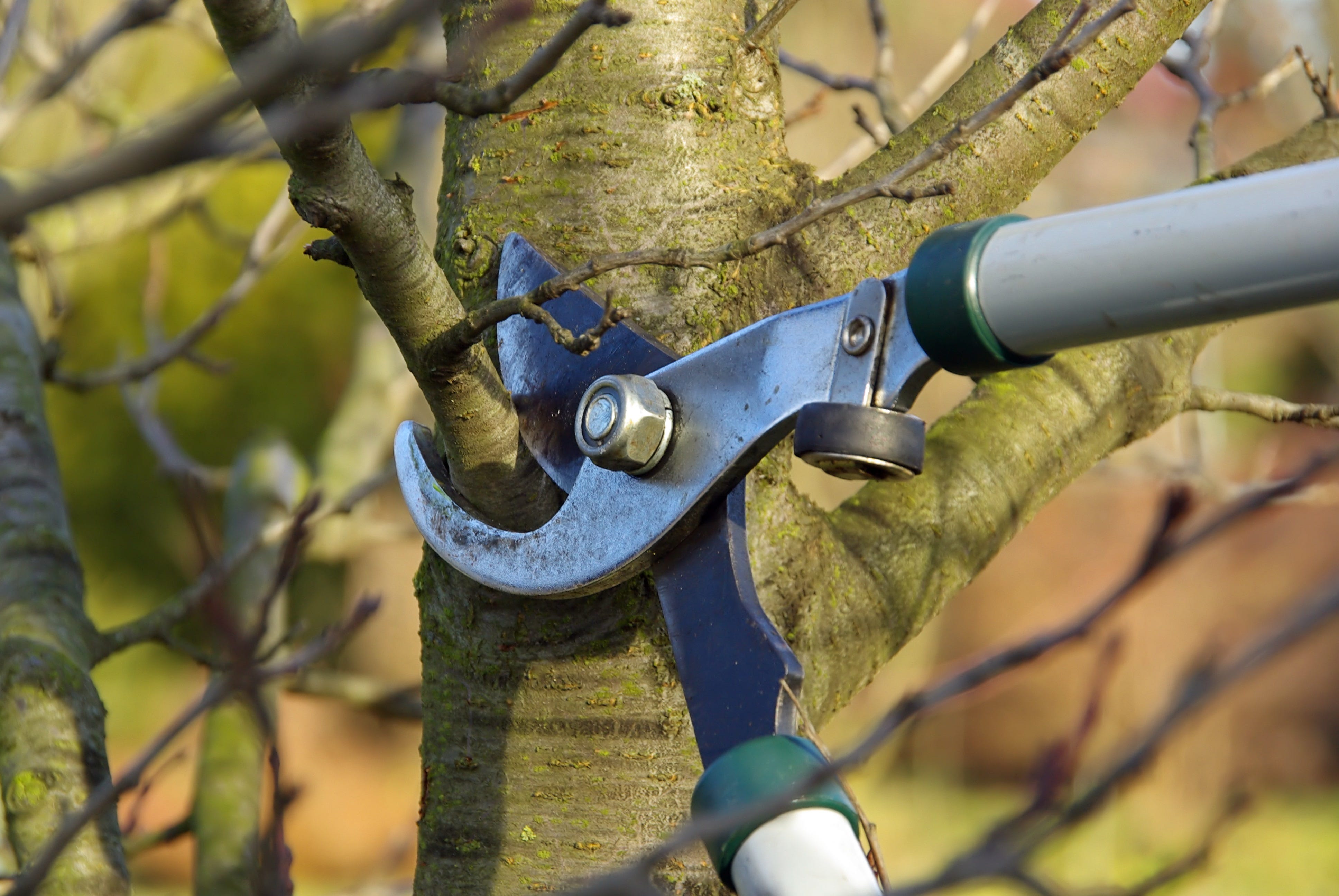 Ask the Master Gardener: Is it the right time to prune fruit trees, sow ...