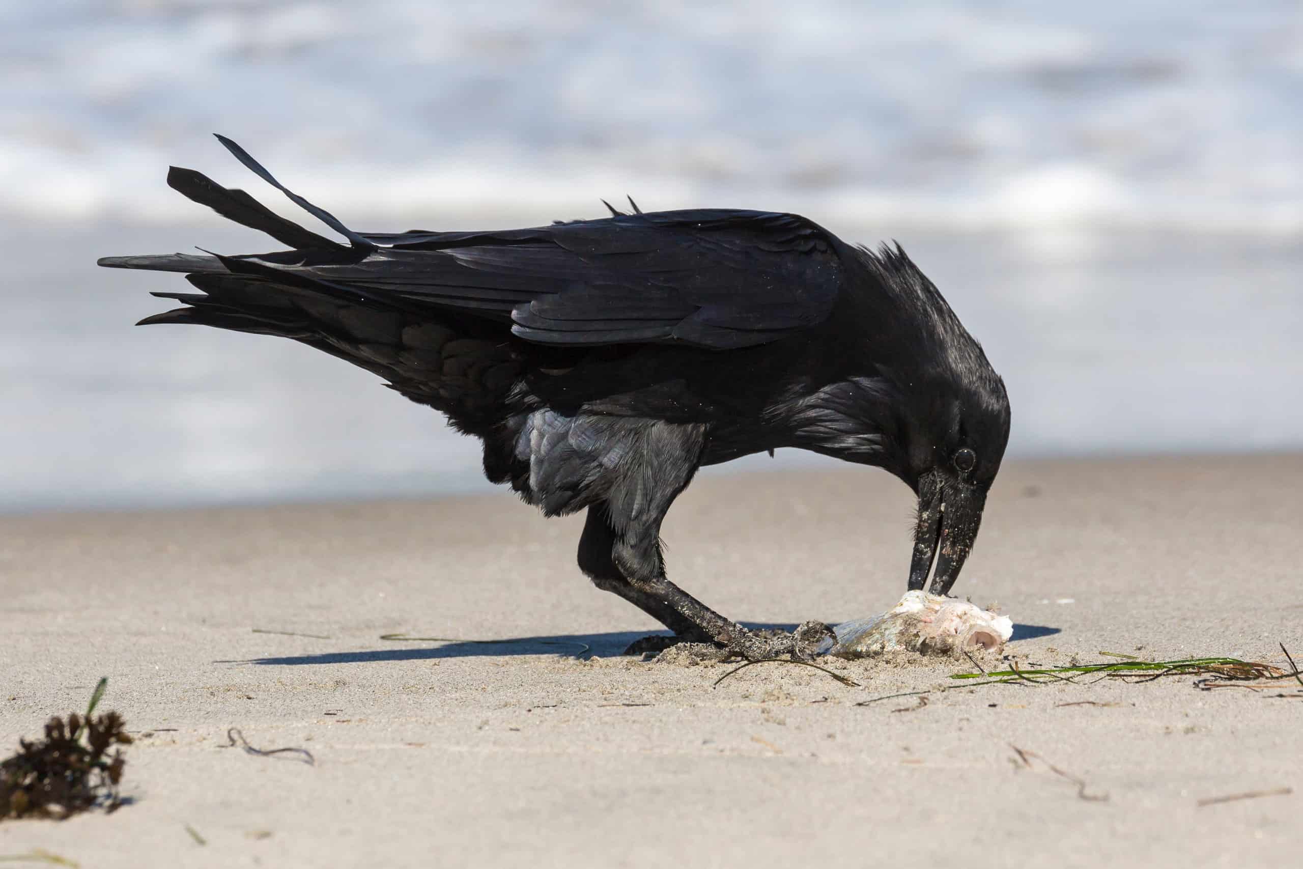 Crows vs Ravens: 5 Main Differences Explained