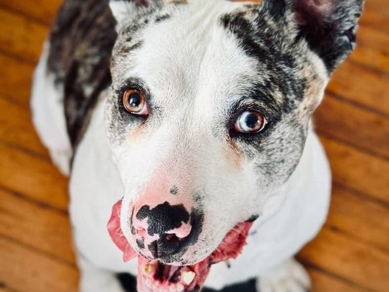 $600K COVID Fraud | Dog's 1,130 Days | Ice Attack | Prostitution Ring