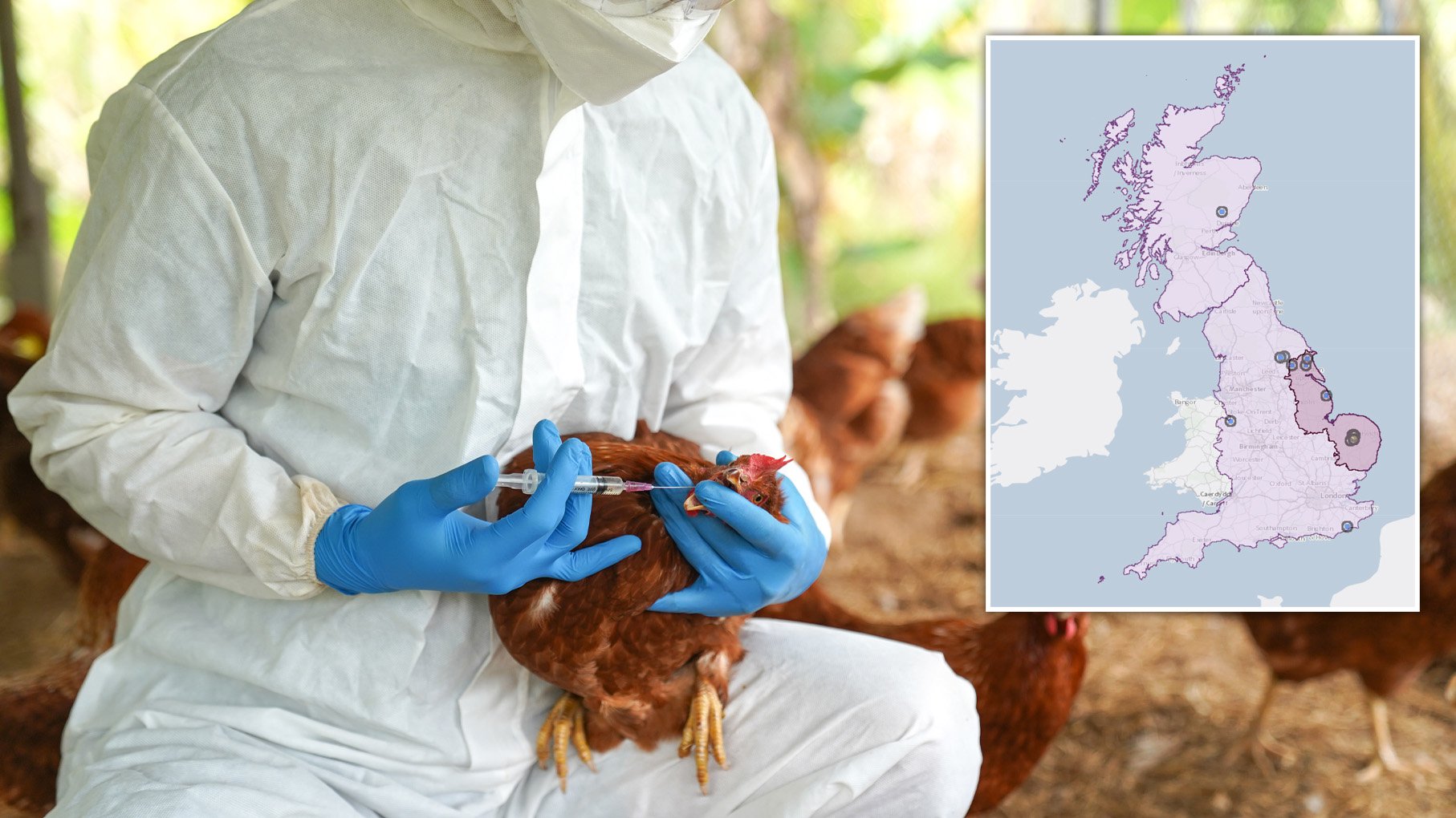 Map shows where bird flu prevention zone is declared in UK after cases rise