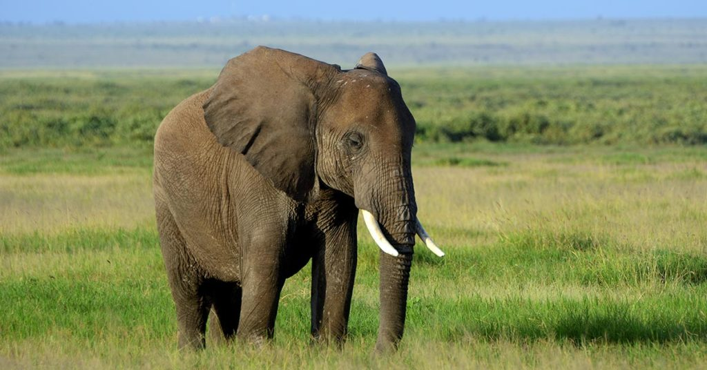African Elephant Kills Big Game Hunter By Falling On Top Of Him