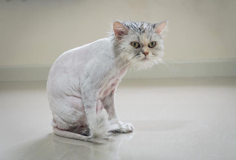 Shaved cats look misshapen but adorable