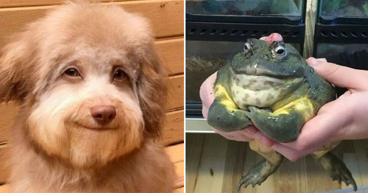 43 Animals with Unique Auras