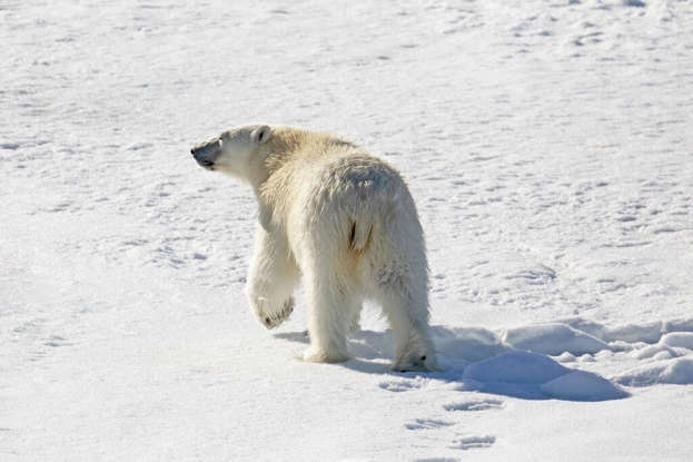 How Alaskas Polar Bears Are Adapting to a Changing Arctic How Alaskas Polar Bears Are Adapting to a Changing Arctic