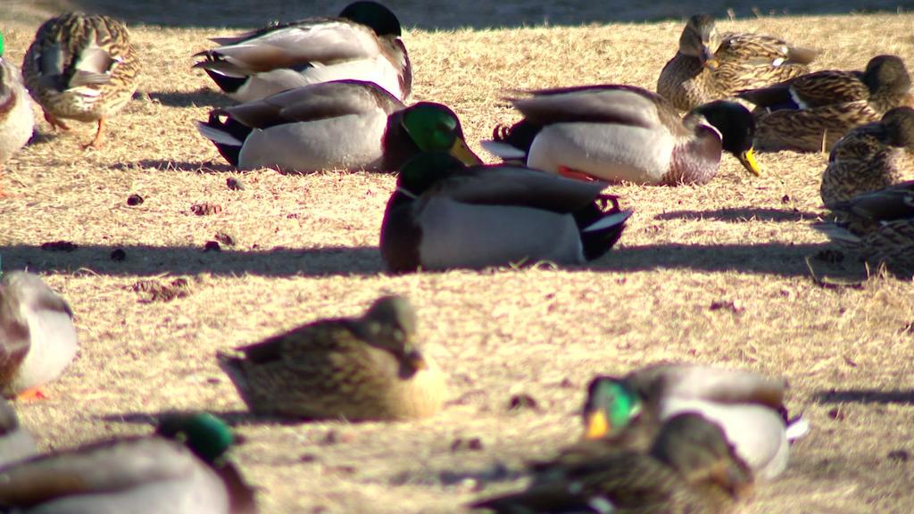 Wind-blown bird poop may help transmit bird flu, Minnesota's infectious ...