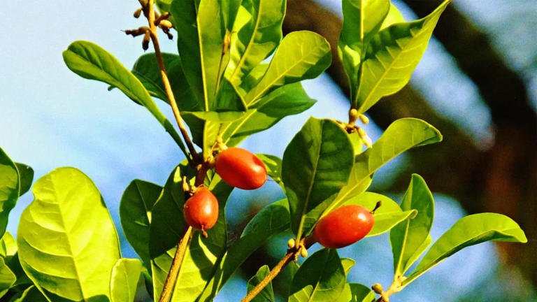 From sour to sweet! Know all about ‘Miracle Berry’ and its benefits