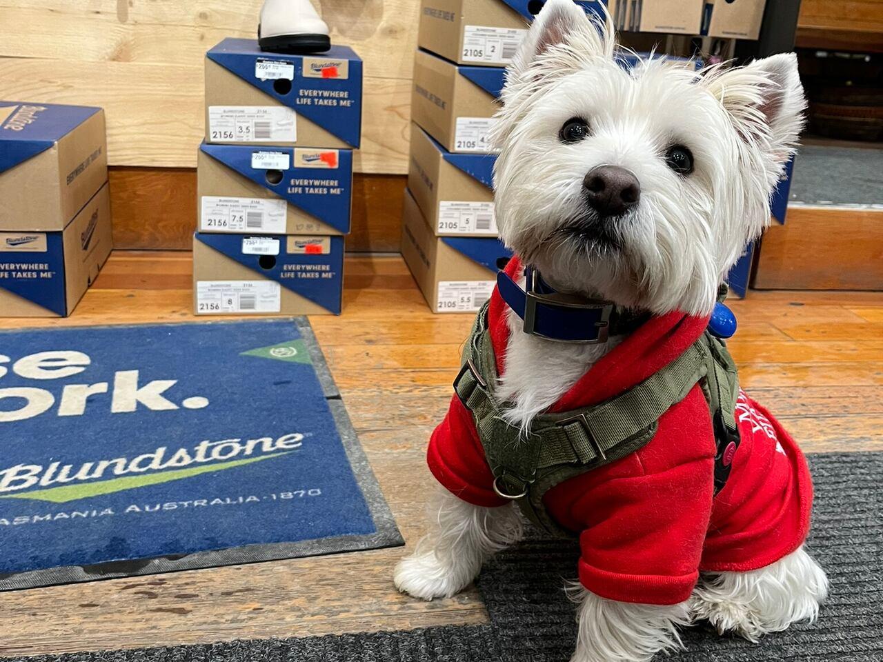 À Saskatoon, de plus en plus de chiens trouvent leur place dans les ...