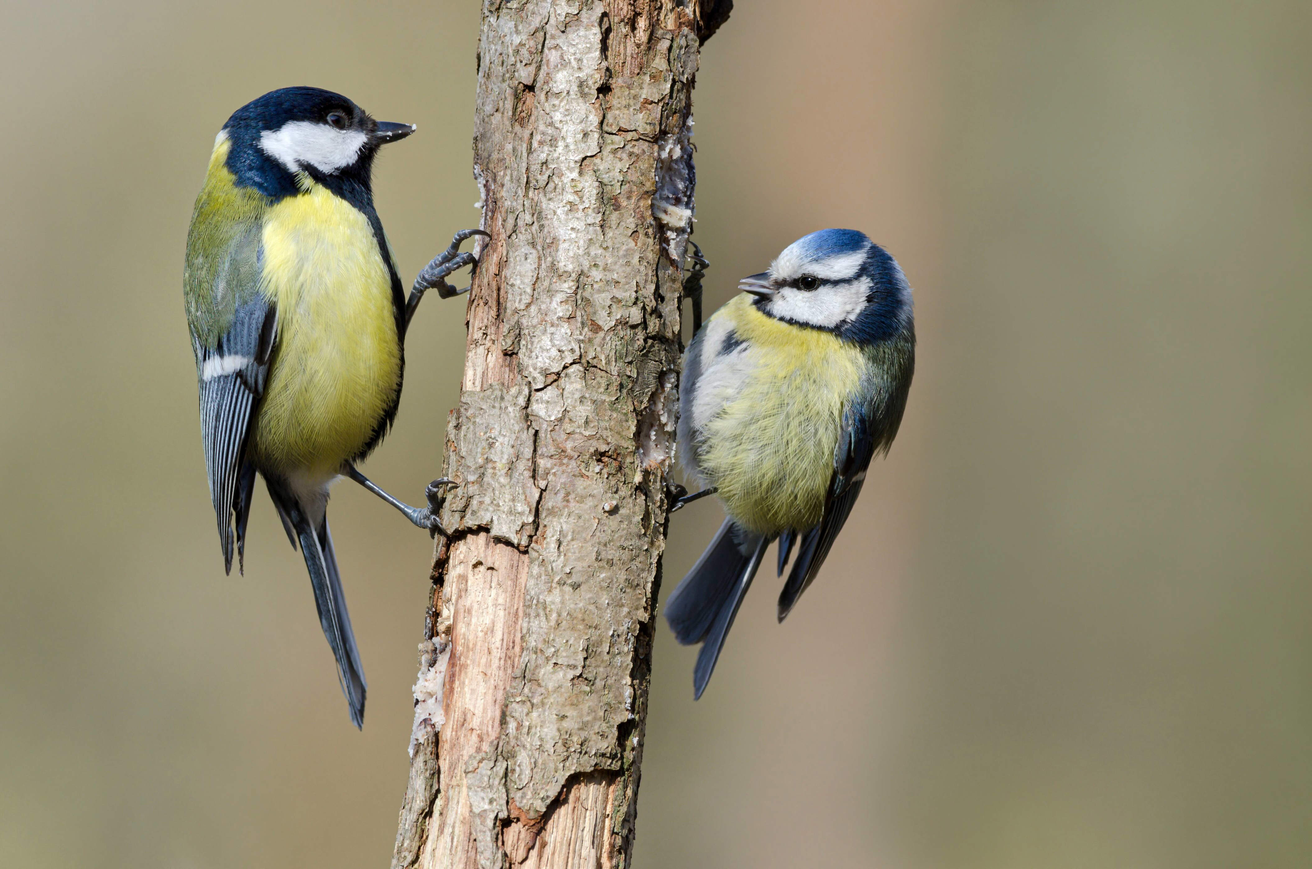 Dit is het verschil tussen koolmezen en pimpelmezen