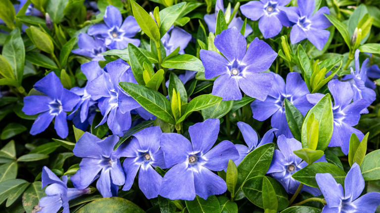 Tips For Growing And Controlling Vinca Minor Without It Taking Over ...