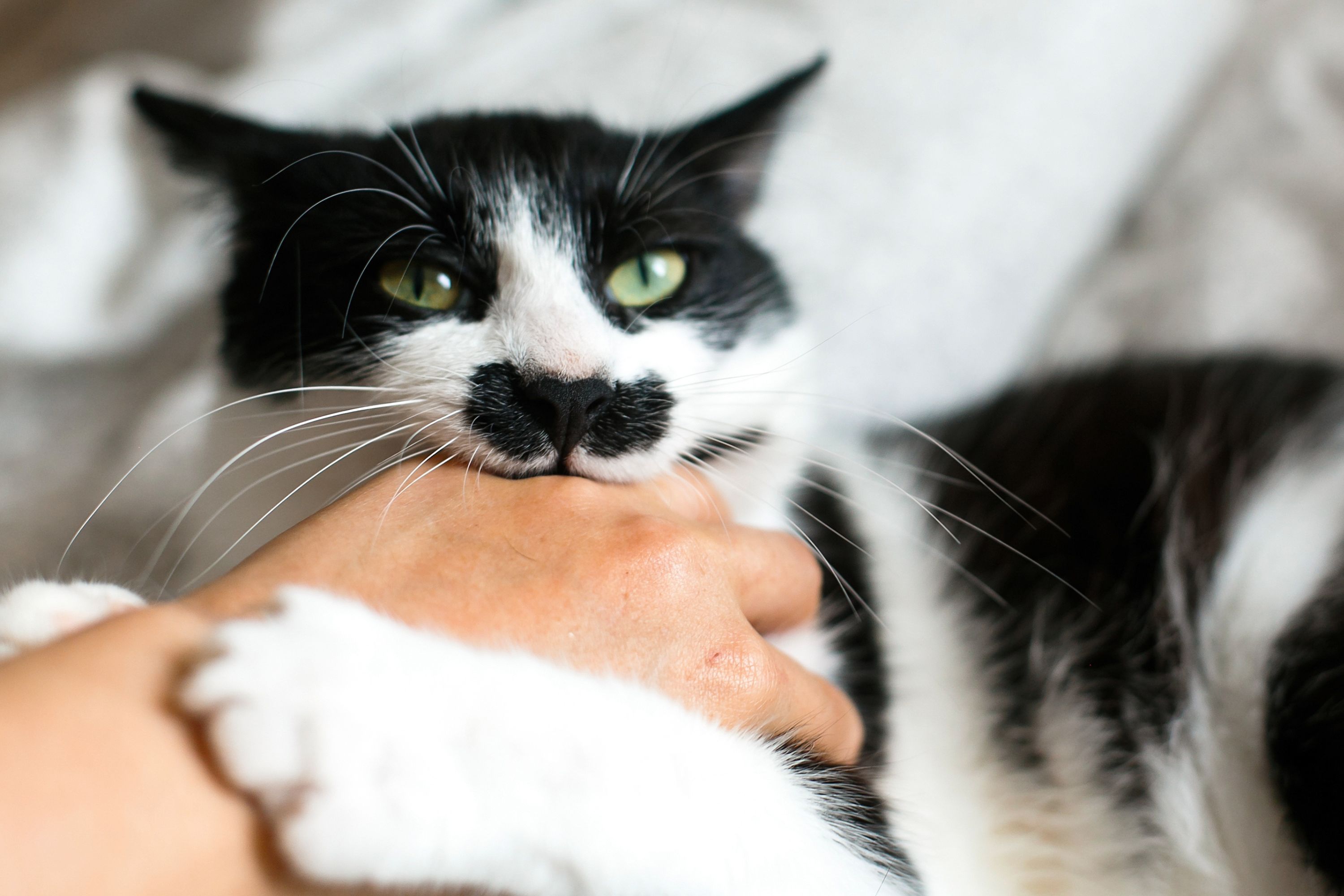 Why Does My Cat Bite Me? Expert Reveals When You Need to Be Concerned