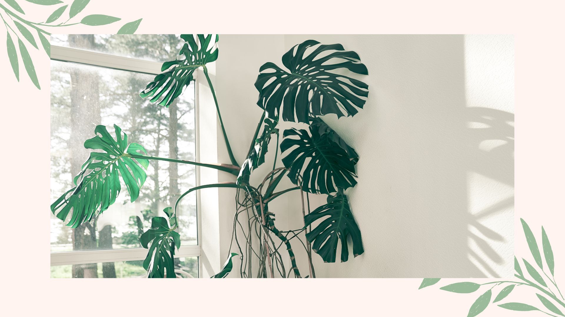 How to support a Monstera plant as it grows, according to horticulture ...