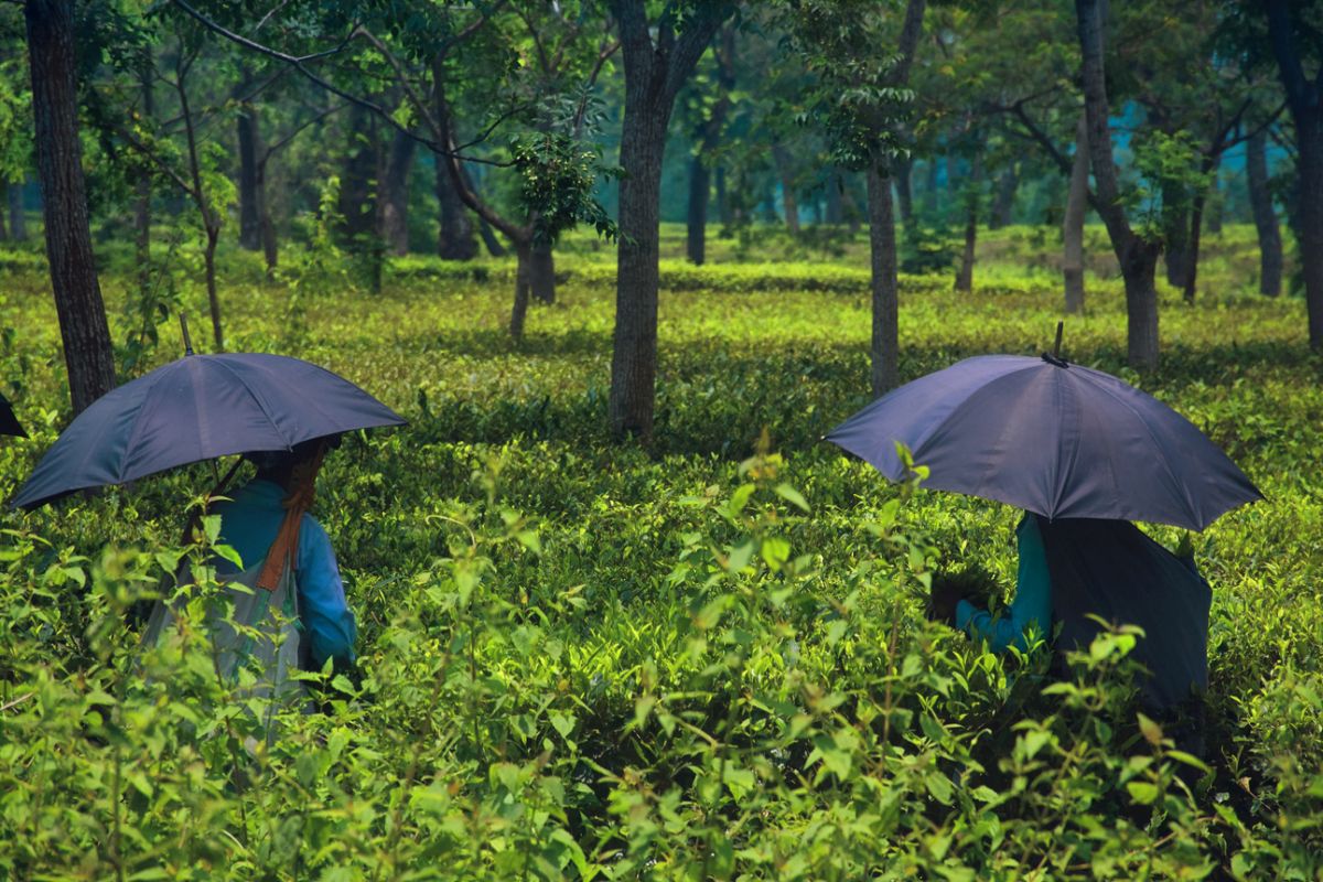 Northeast tea growers seek PM's intervention to save 200-year-old ...