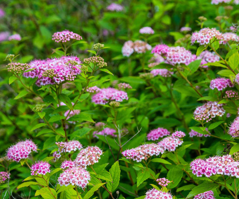 5 plant-and-forget shrubs that practically take care of themselves