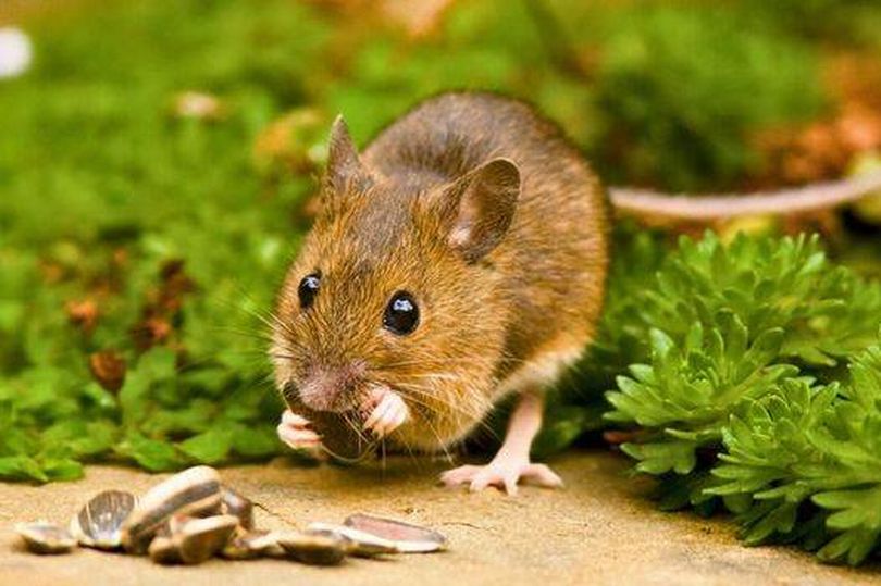 Gardeners should plant three types of flowers to keep mice and rats ...